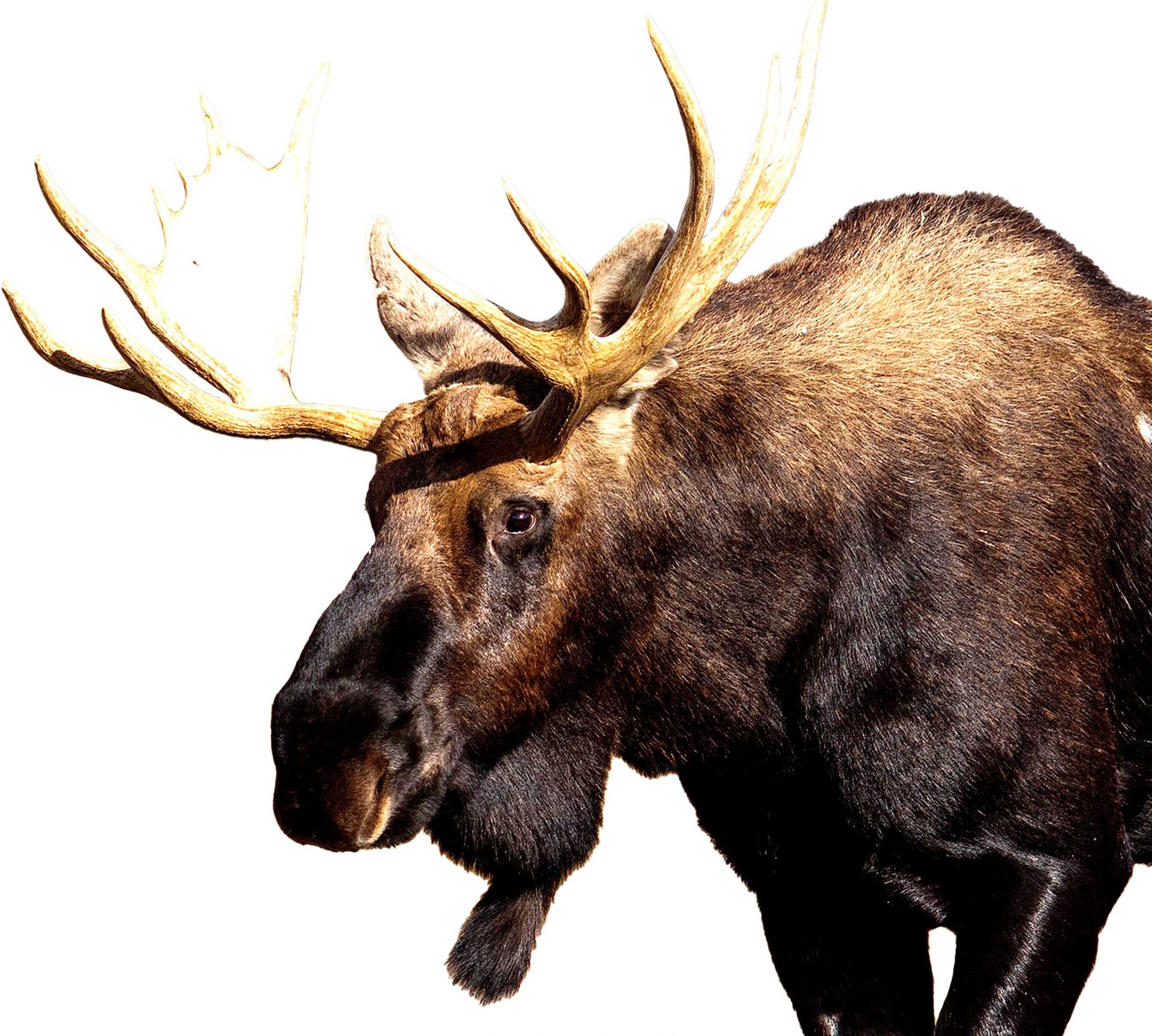 Ducks Unlimited Canada presents – Some of our wetlands’ most ...