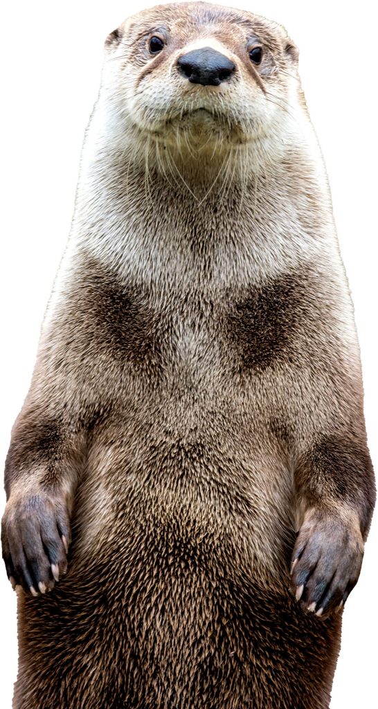 Ducks Unlimited Canada presents – Some of our wetlands’ most ...