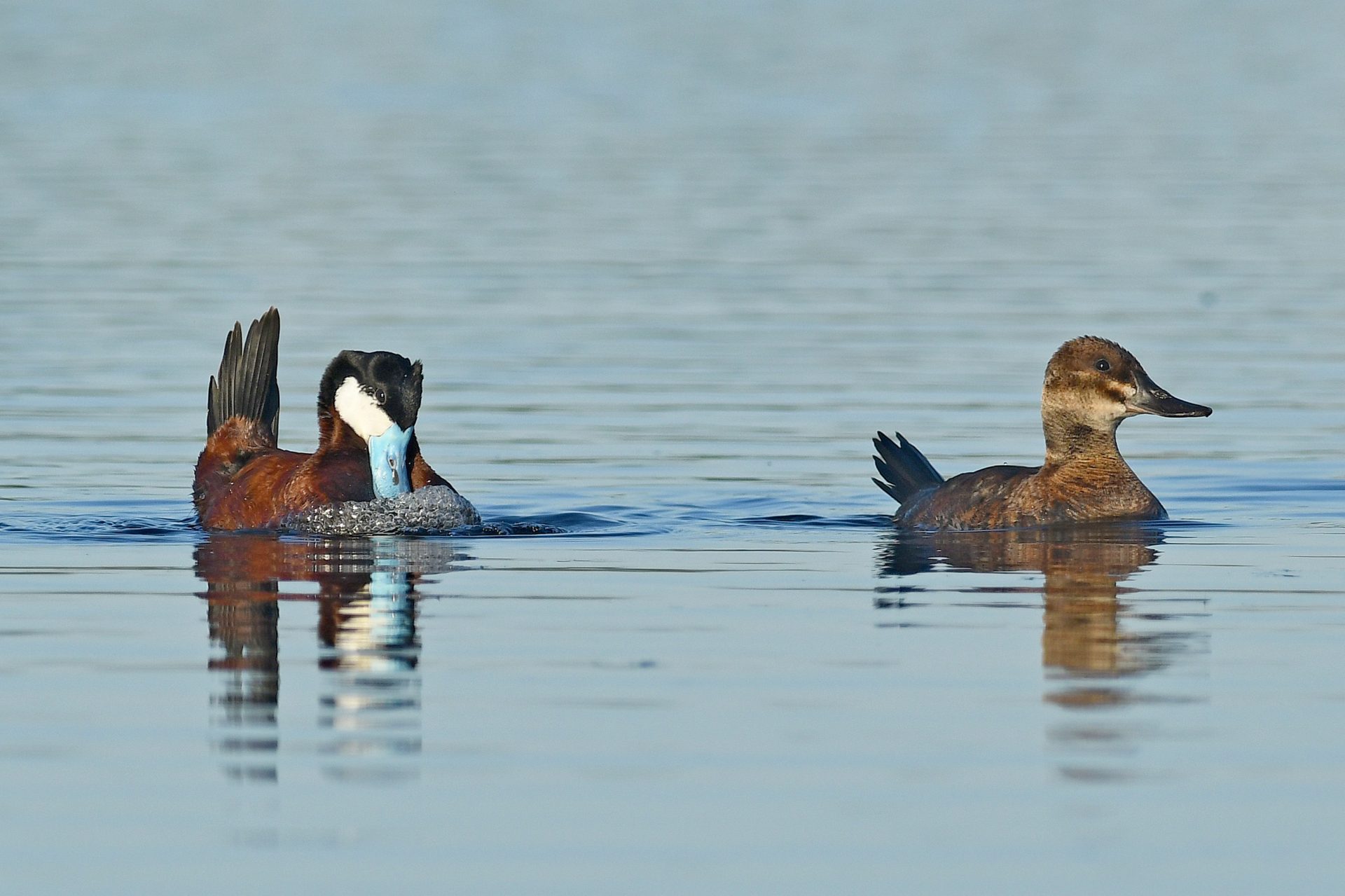 Ducks Unlimited Canada presents: Secrets to successful waterfowl dating ...