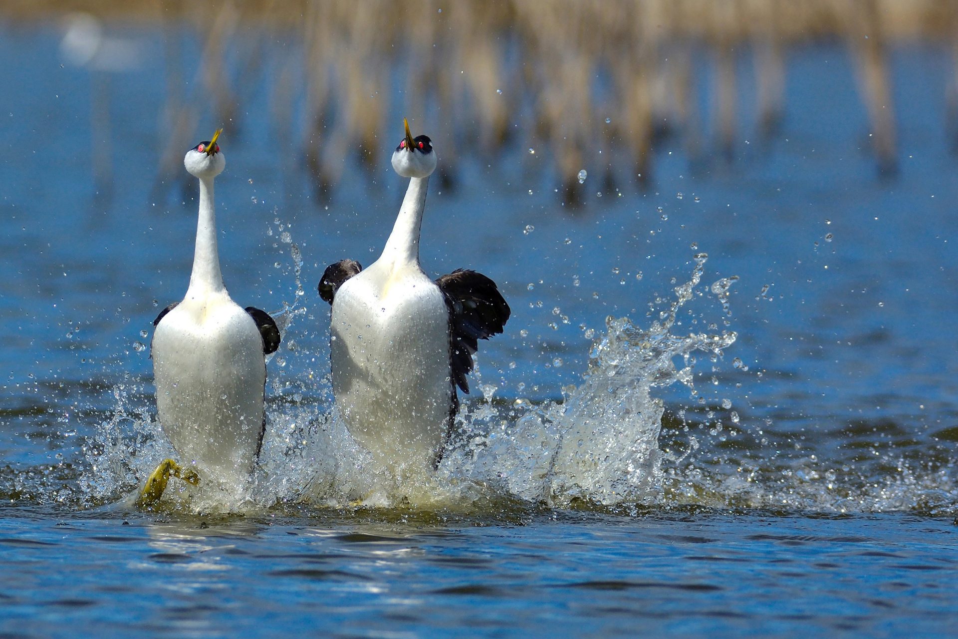 Ducks Unlimited Canada presents: Secrets to successful waterfowl dating ...